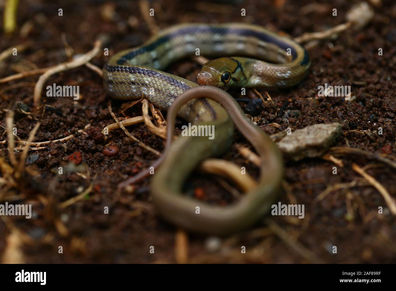 The radiated ratsnake, copperhead rat snake or copper-headed trinket ...