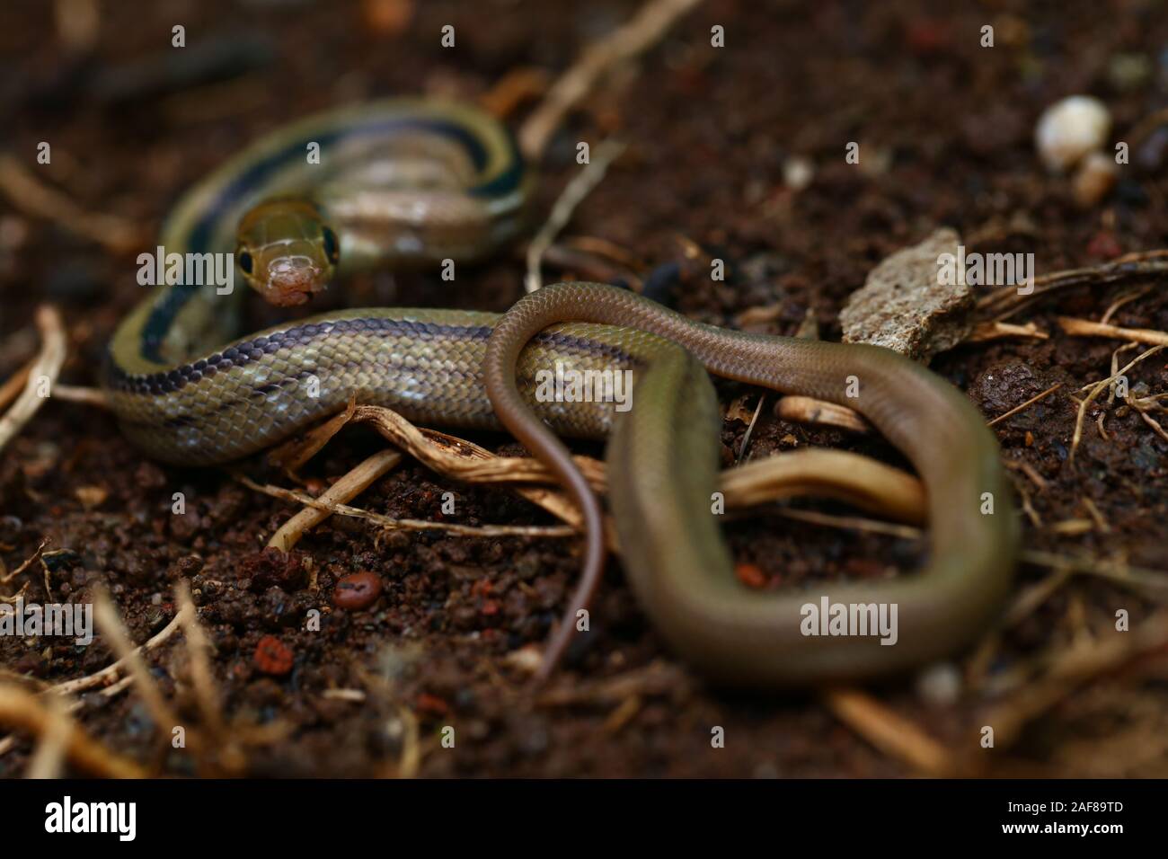The radiated ratsnake, copperhead rat snake or copper-headed trinket ...