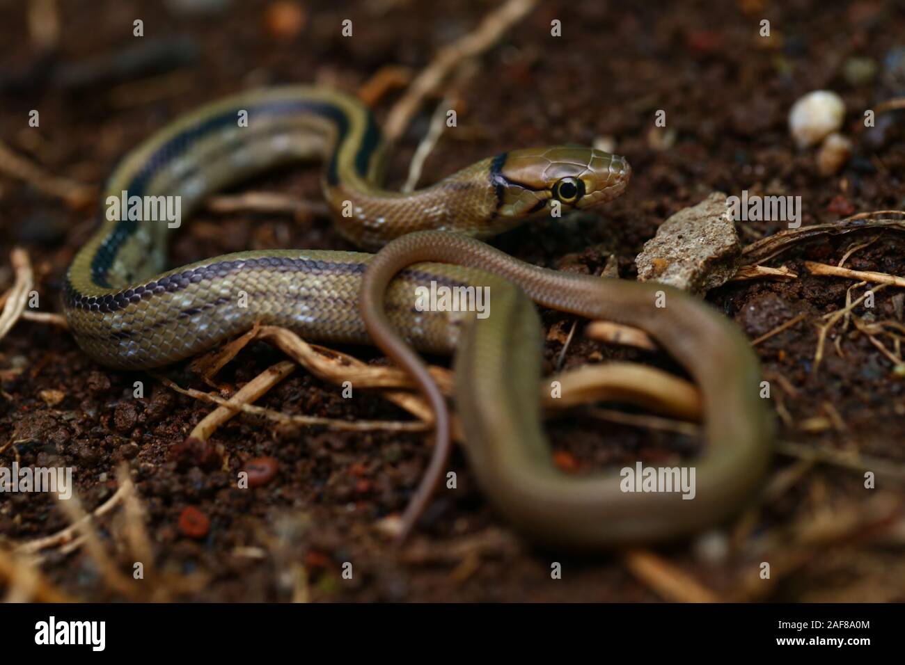 The radiated ratsnake, copperhead rat snake or copper-headed trinket ...