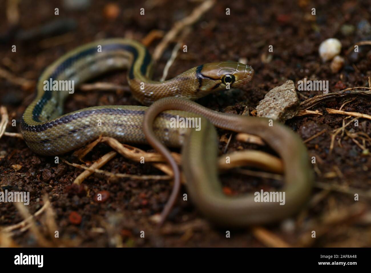 The radiated ratsnake, copperhead rat snake or copper-headed trinket ...
