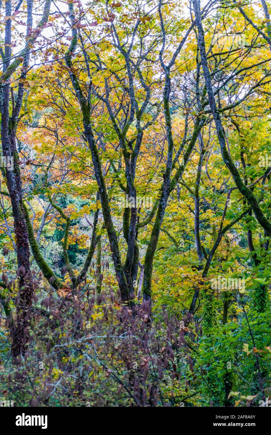 Skinny Thin Tall High Resolution Stock Photography and Images - Alamy
