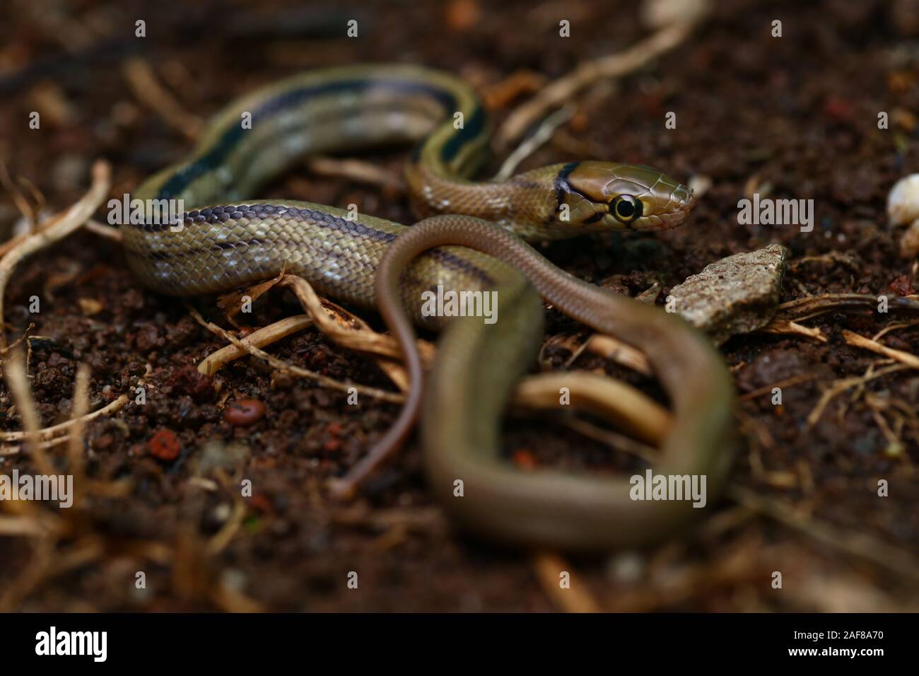 The radiated ratsnake, copperhead rat snake or copper-headed trinket ...