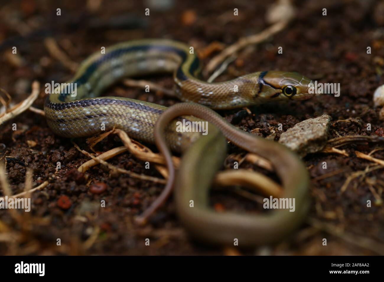 The radiated ratsnake, copperhead rat snake or copper-headed trinket ...