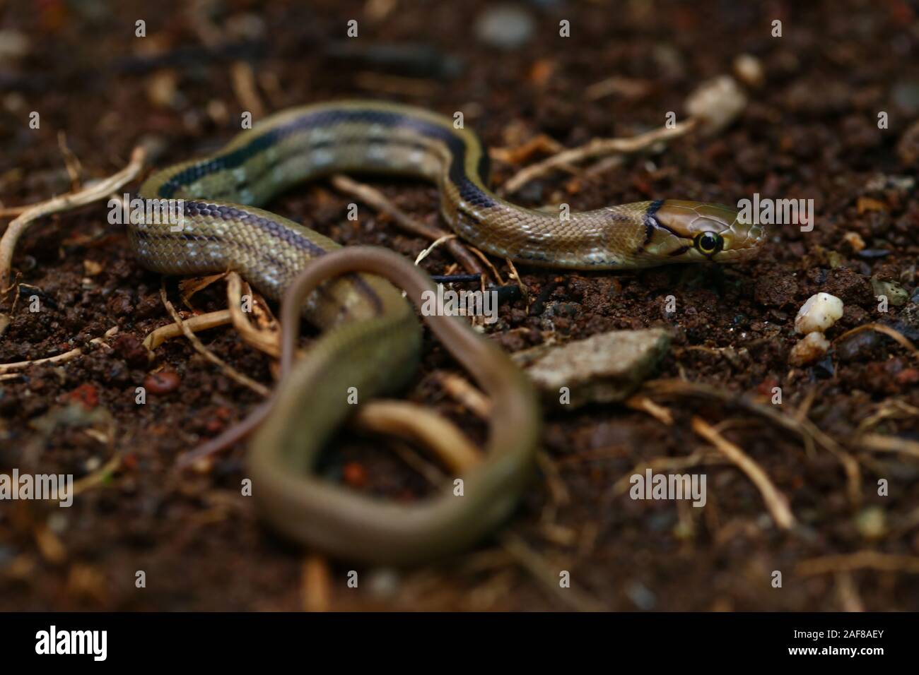 The radiated ratsnake, copperhead rat snake or copper-headed trinket ...