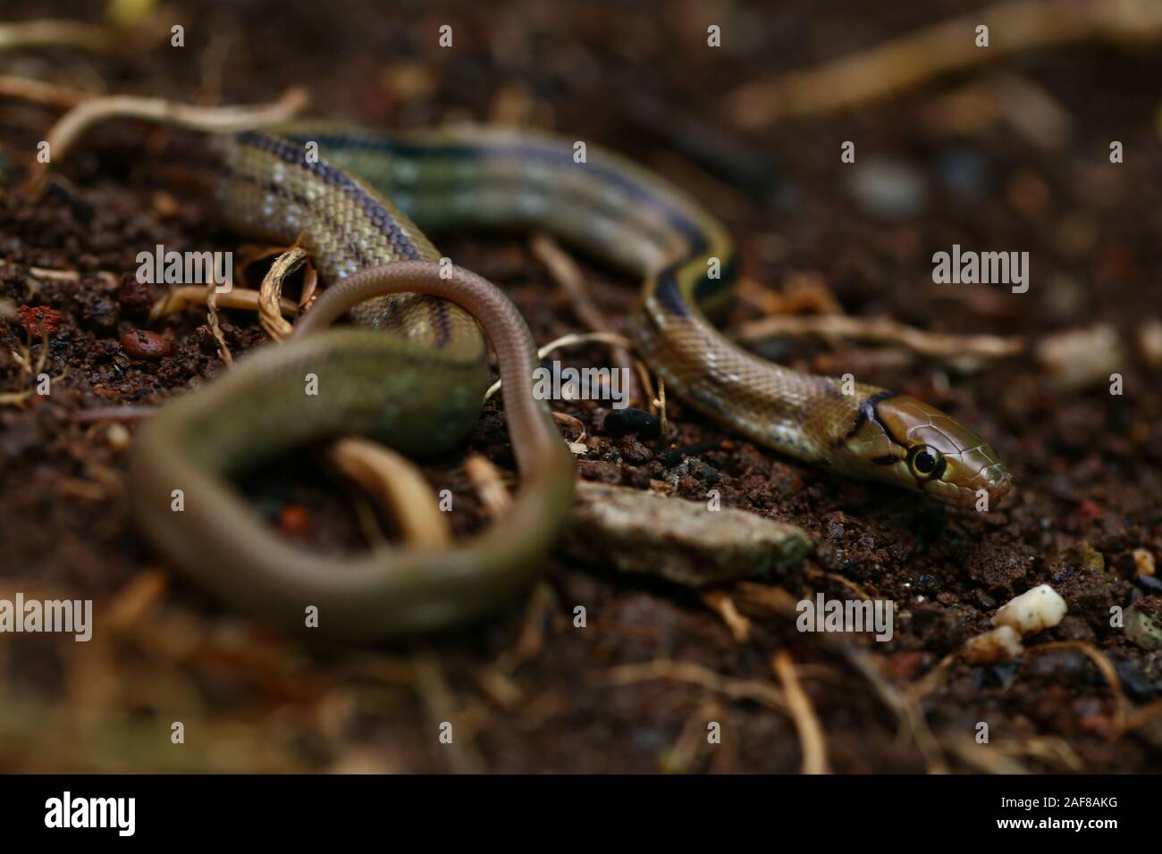 The radiated ratsnake, copperhead rat snake or copper-headed trinket ...