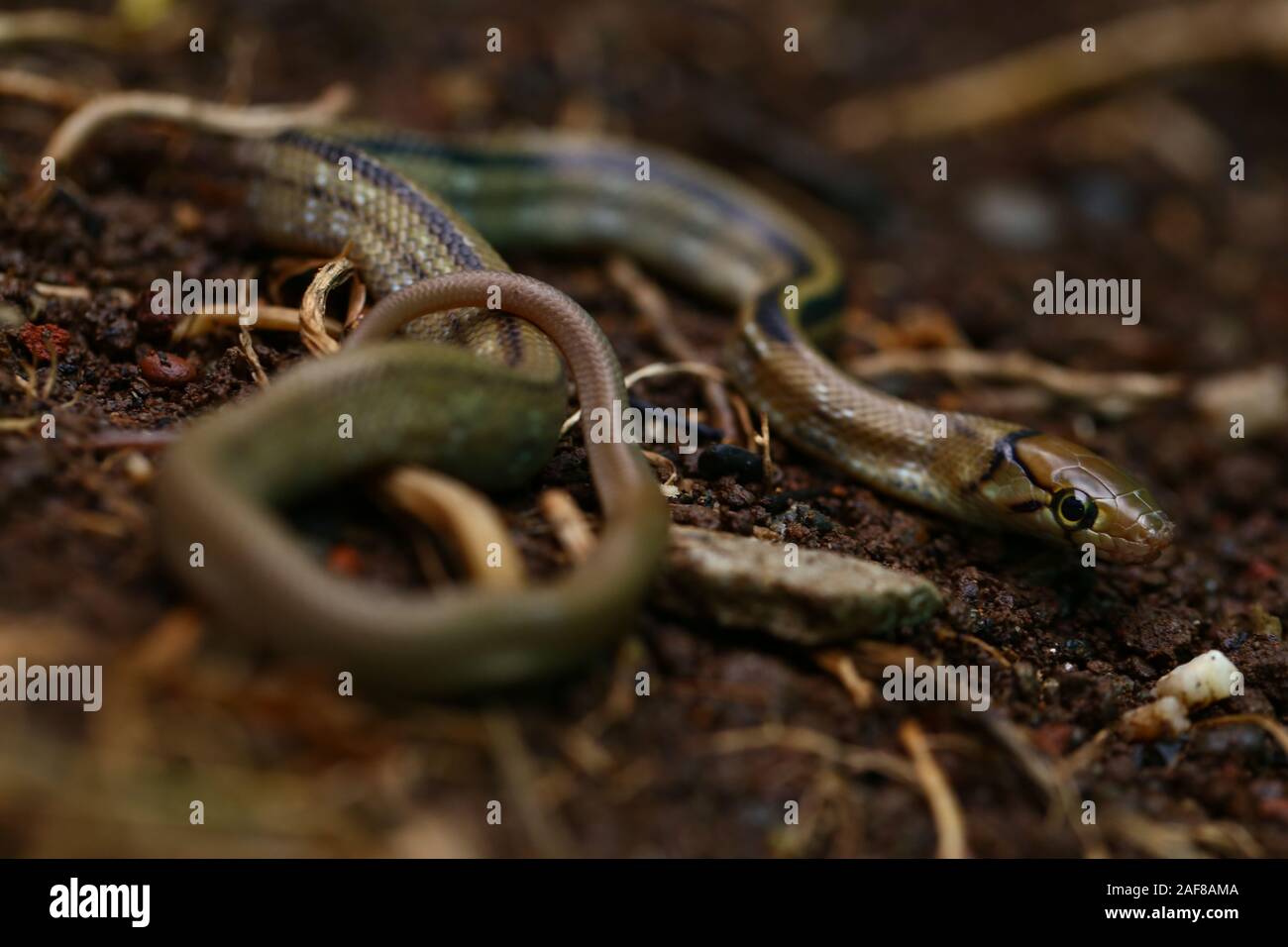 The radiated ratsnake, copperhead rat snake or copper-headed trinket ...
