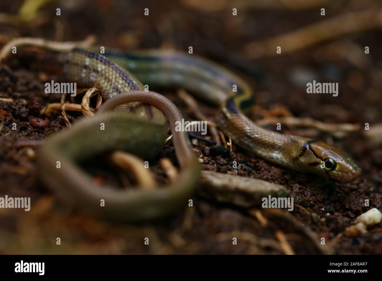 The radiated ratsnake, copperhead rat snake or copper-headed trinket ...