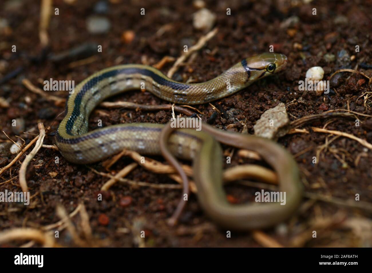 The radiated ratsnake, copperhead rat snake or copper-headed trinket ...