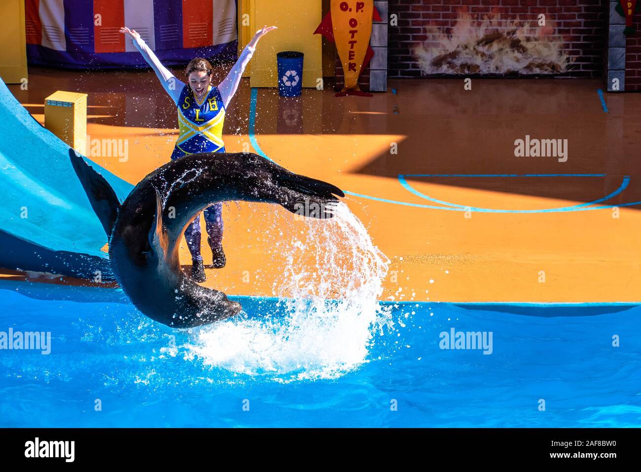 Orlando, Florida. December 07, 2019. Sea lion jumping at Seaworld Stock ...