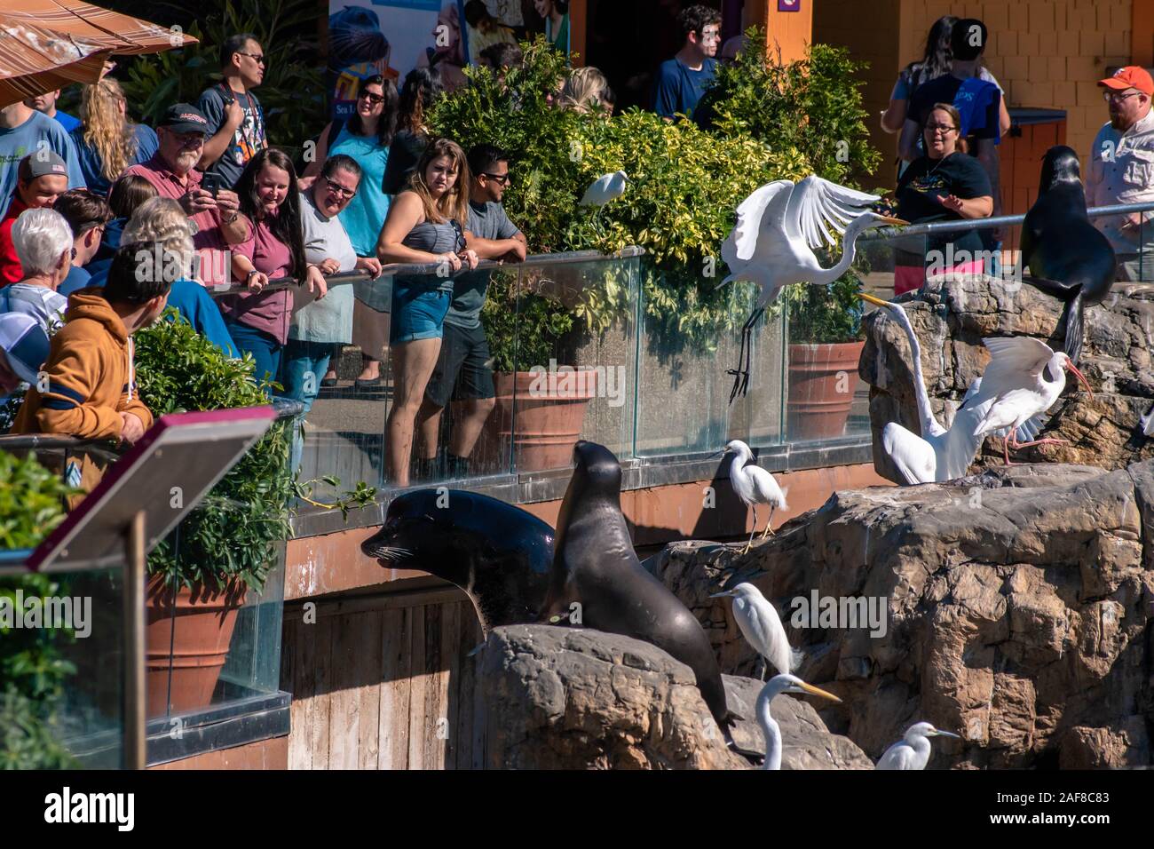 Sea lions at seaworld orlando hi-res stock photography and images - Alamy