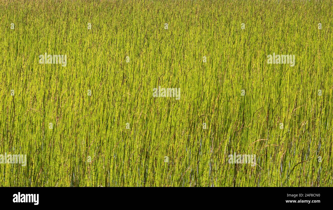 Reed bed sunset hi-res stock photography and images - Alamy