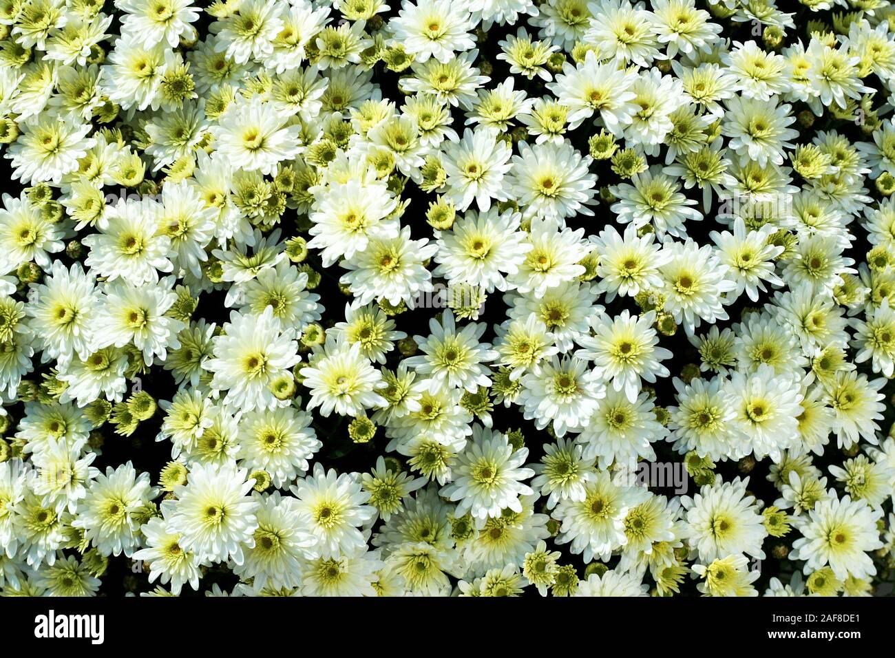 Natural background of white flowers pattern texture Stock Photo - Alamy