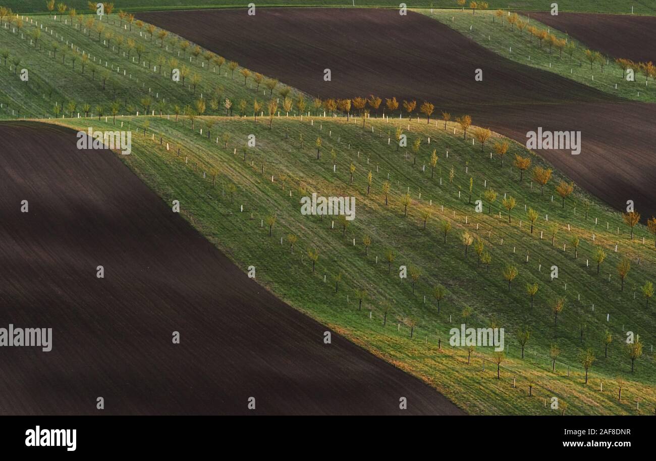 Line of fresh trees on the green agriciltural fields at daytime Stock ...
