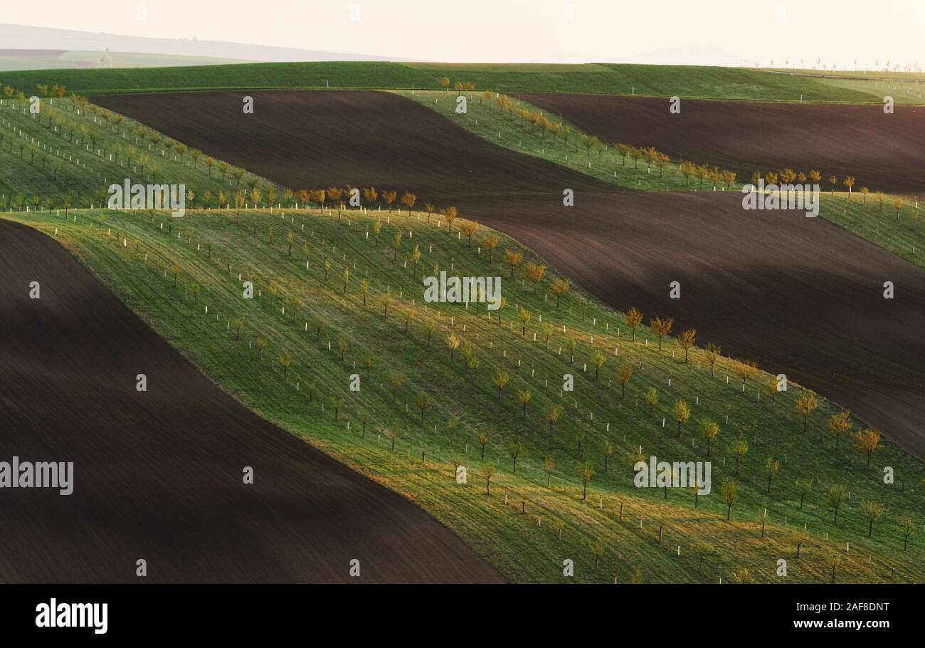 Line of fresh trees on the green agriciltural fields at daytime Stock ...
