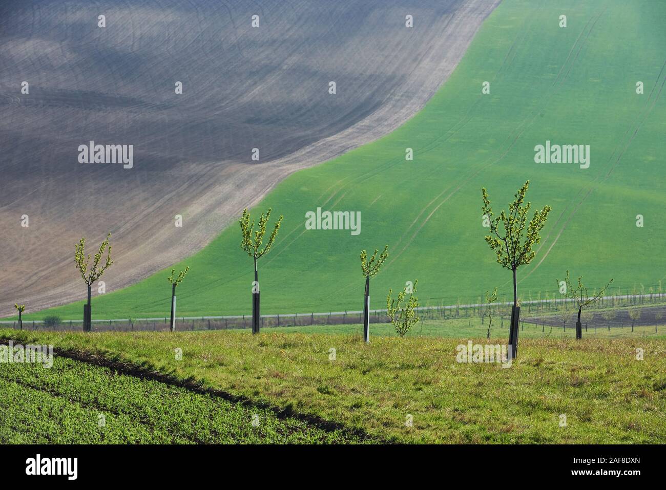 Beautiful nature. Line of fresh trees on the green agriciltural fields ...