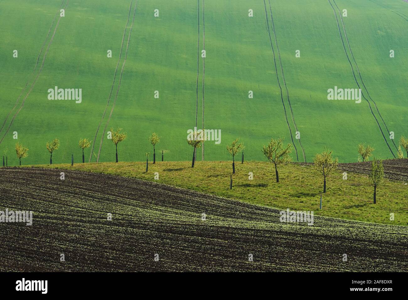 Beautiful nature. Line of fresh trees on the green agriciltural fields ...