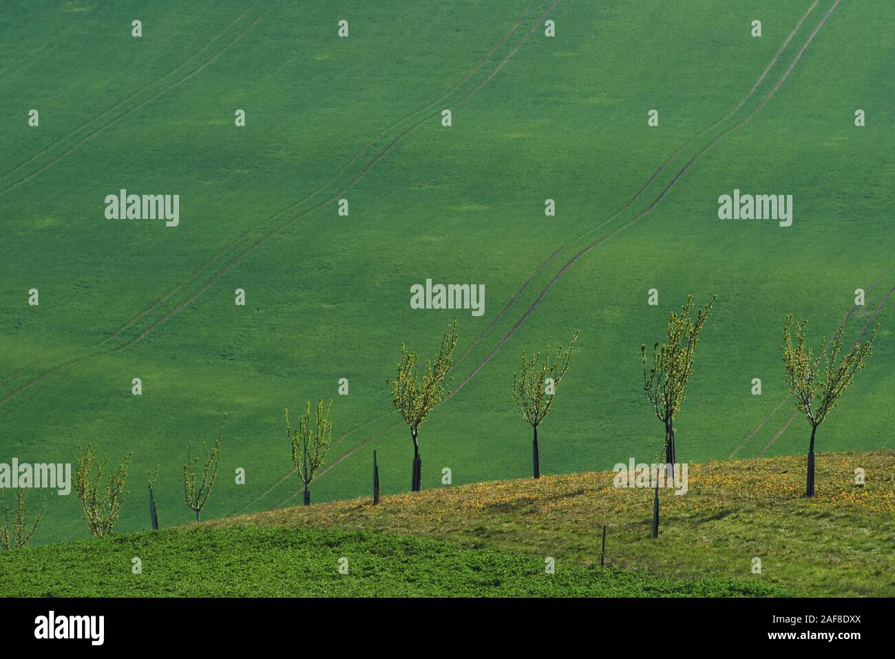 Beautiful nature. Line of fresh trees on the green agriciltural fields ...