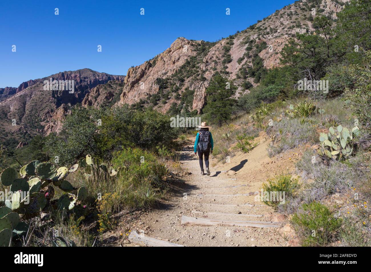 Big Bend National Park, Hiker on Lost Mine Trail Pathway Stock Photo ...