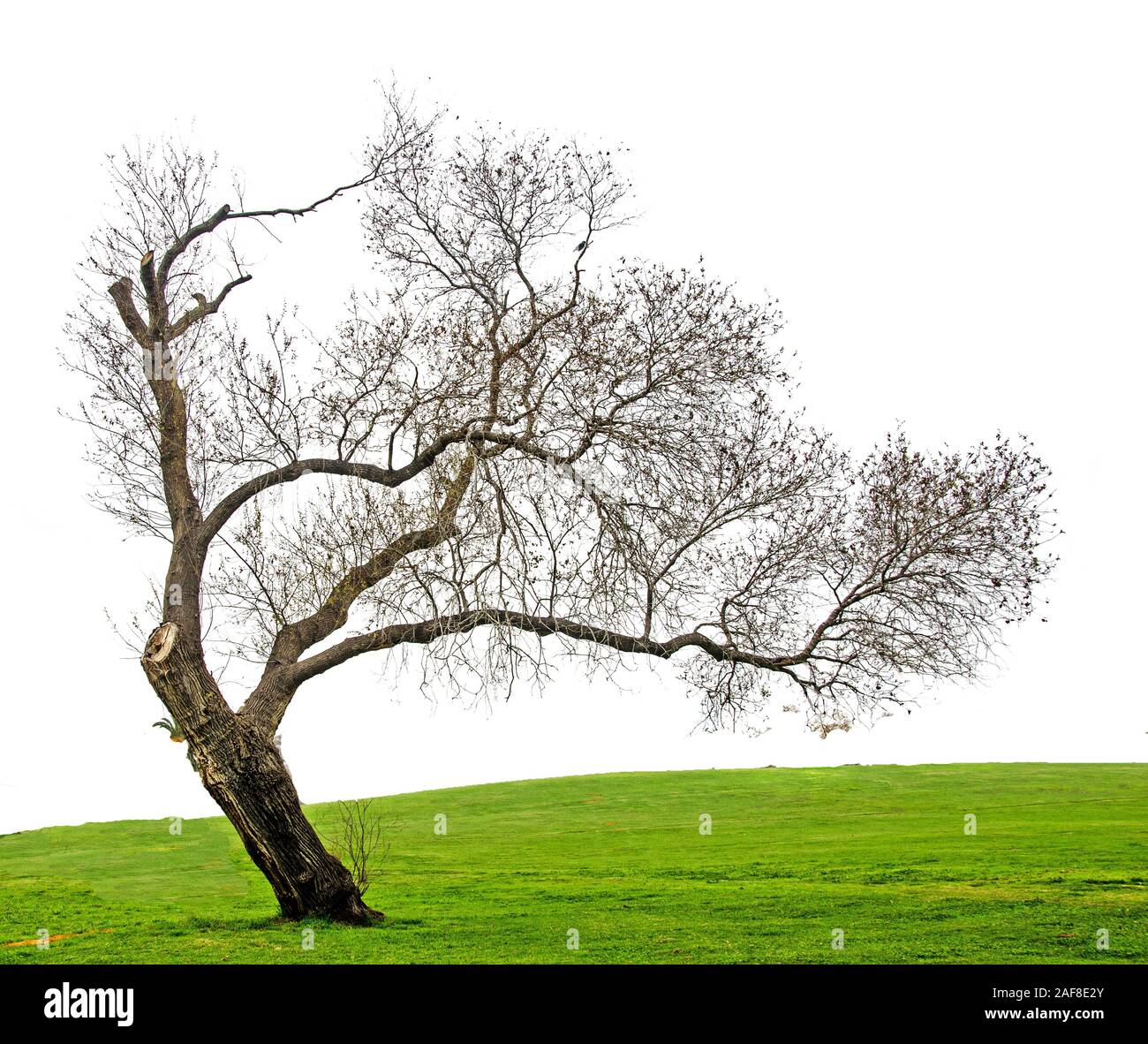 Dry tree isolated on white background Stock Photo - Alamy