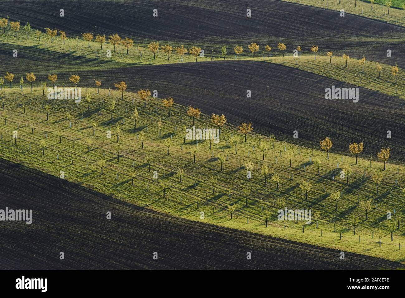 Line of fresh trees on the green agriciltural fields at daytime Stock ...