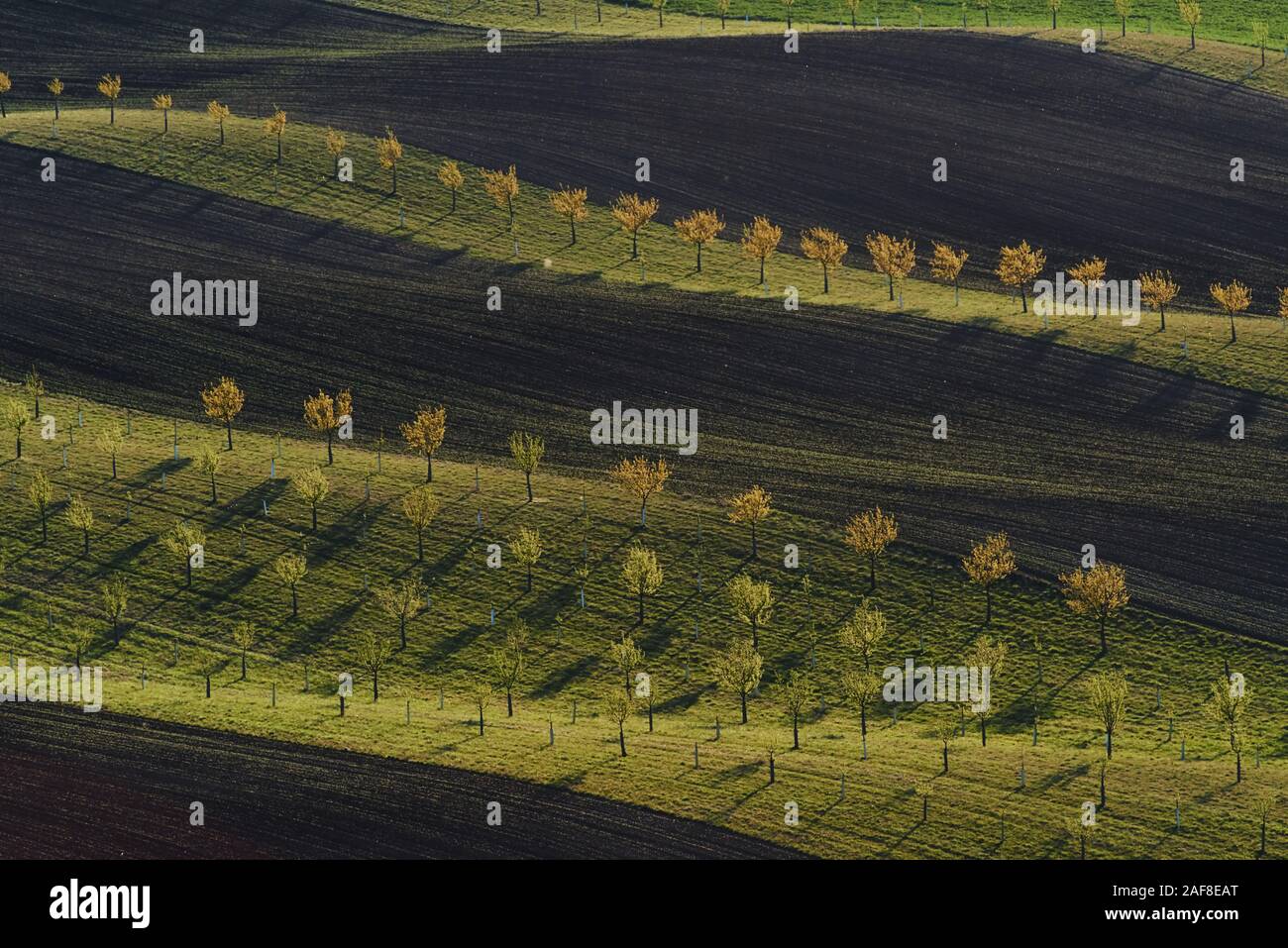 Line of fresh trees on the green agriciltural fields at daytime Stock ...