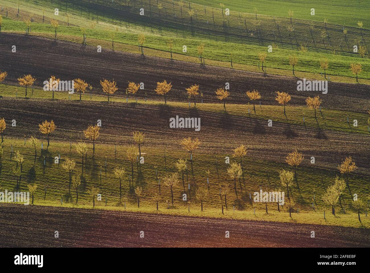 Line of fresh trees on the green agriciltural fields at daytime Stock ...