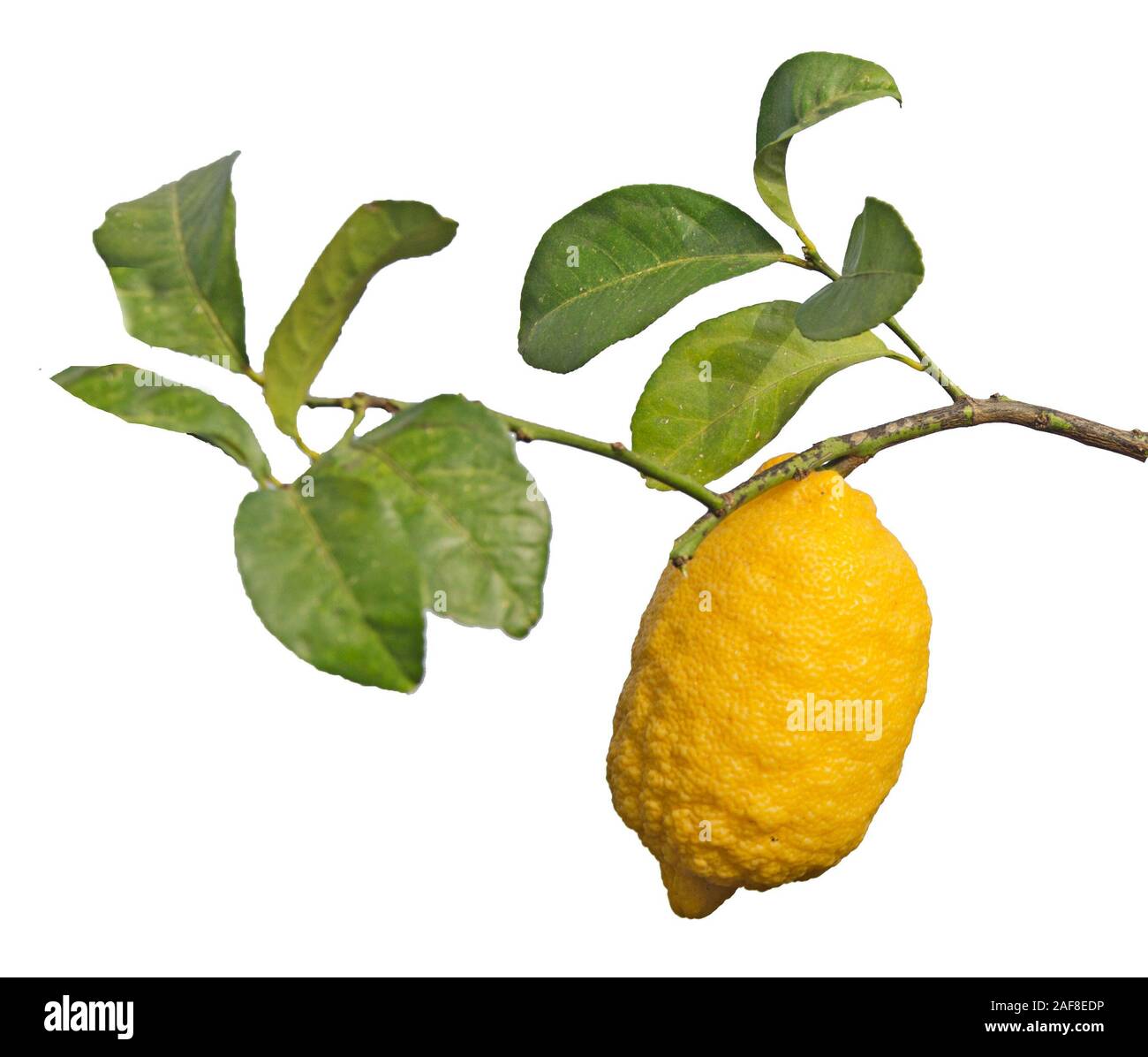Lemon on branch Stock Photo - Alamy