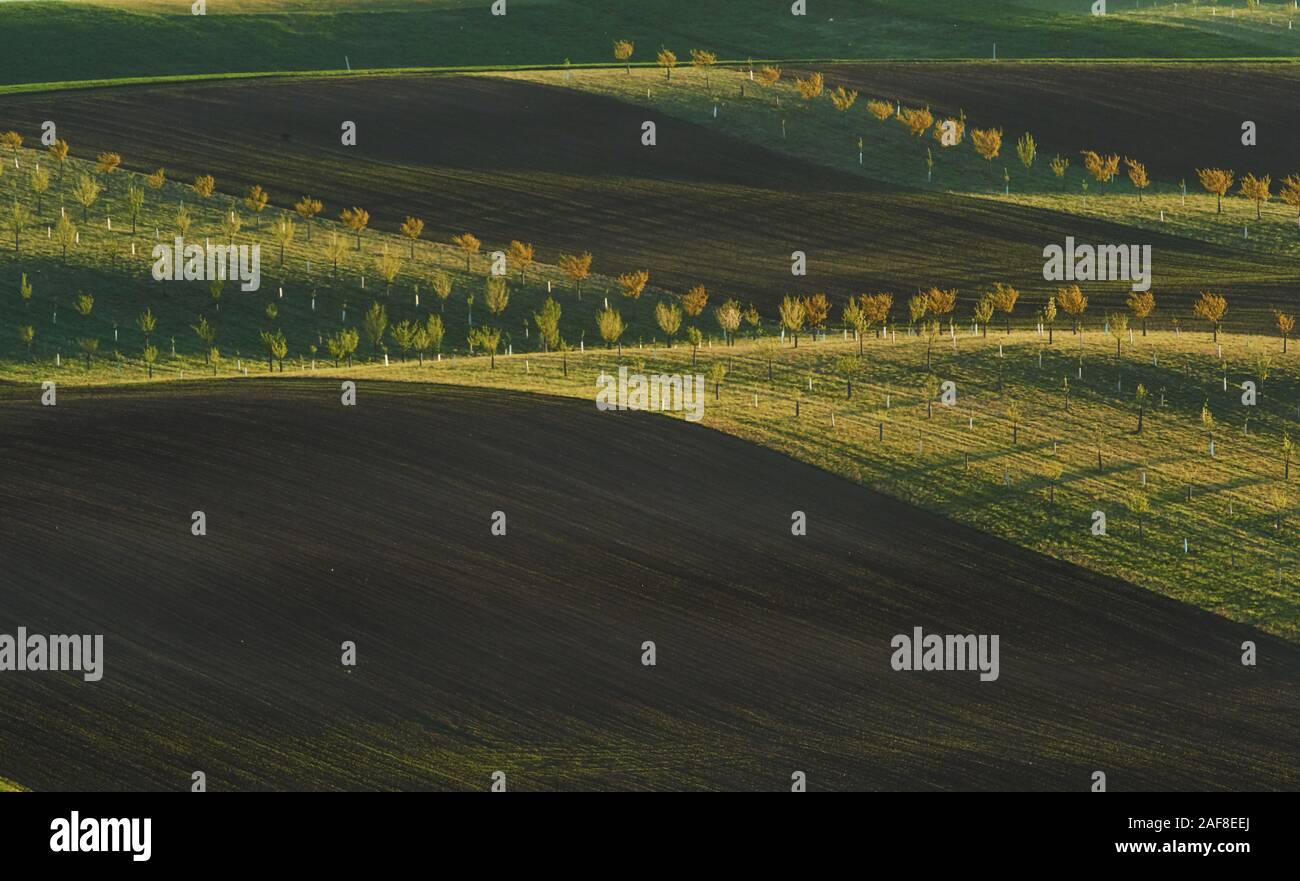 Beautiful nature. Line of fresh trees on the green agriciltural fields ...