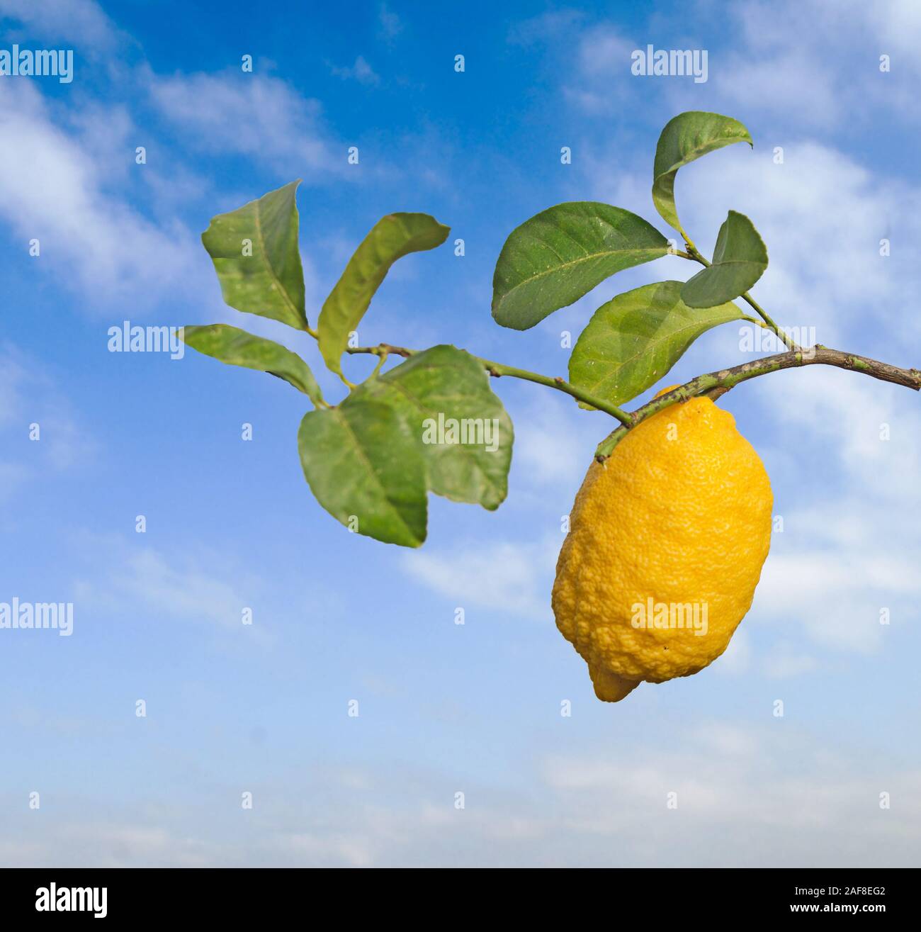 Lemon on branch Stock Photo - Alamy