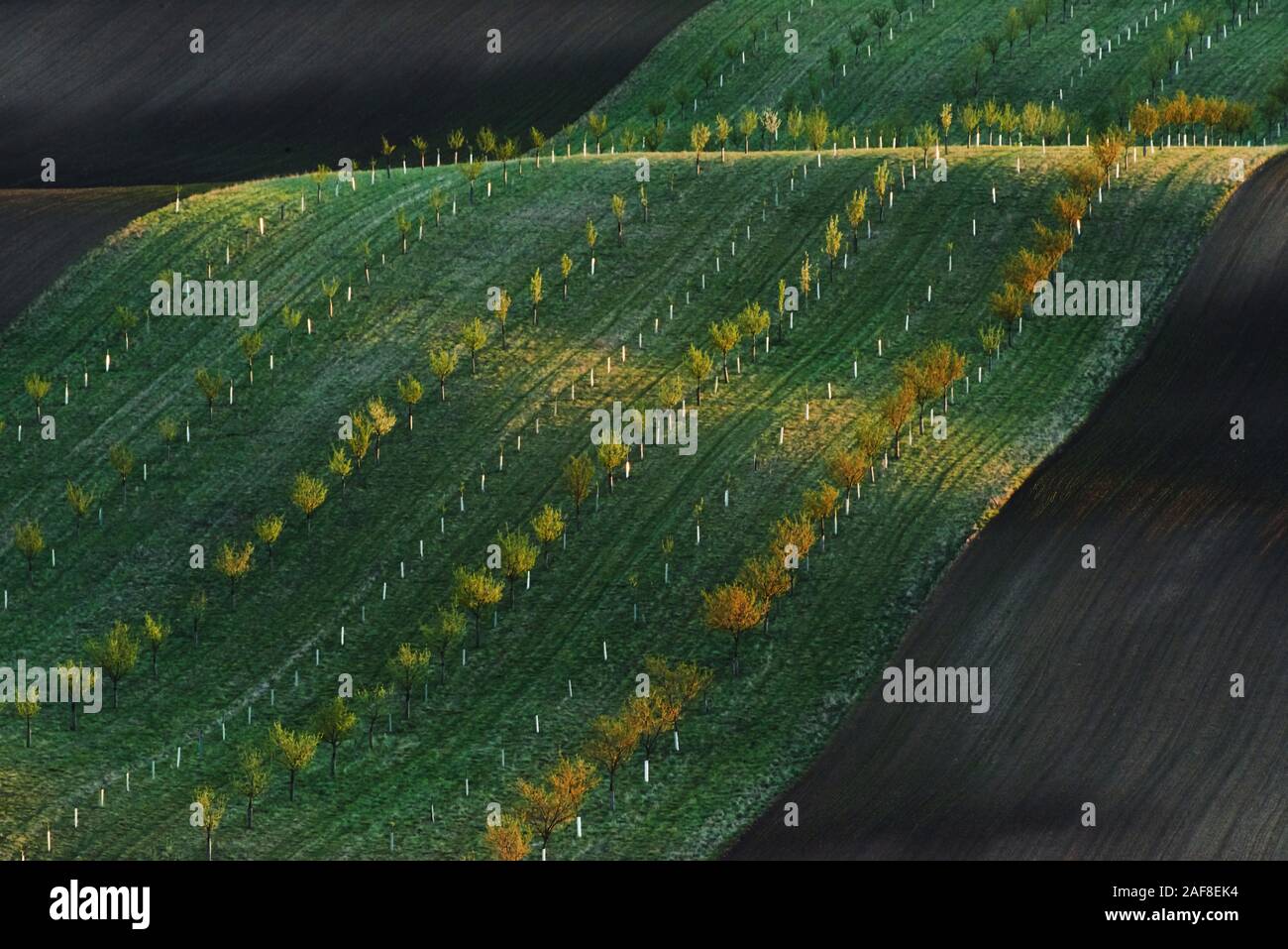 No people. Line of fresh trees on the green agriciltural fields at ...
