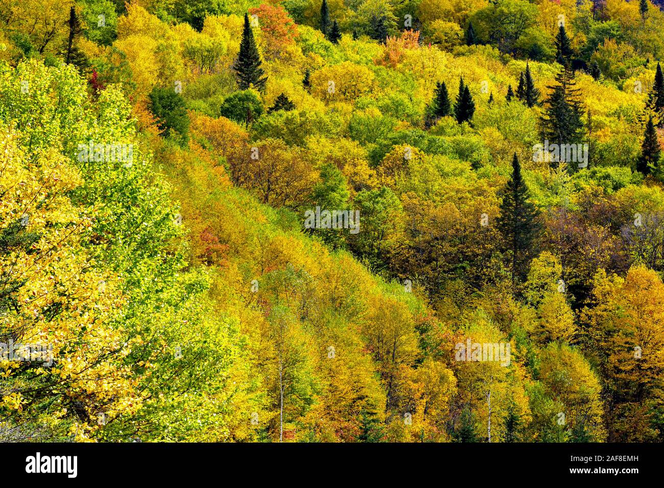 America Canada , Quebec, Parc national de la Jacques -Cartier - trees ...