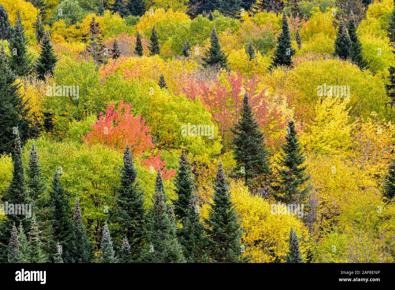 Sandro de america hi-res stock photography and images - Alamy