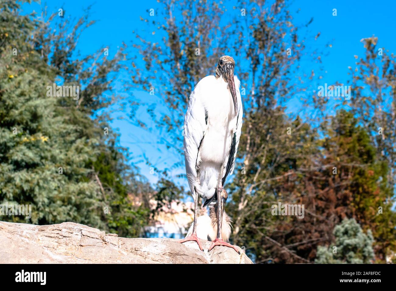 Orlando, Florida. December 07, 2019. Nice bird at Seaworld Stock Photo ...