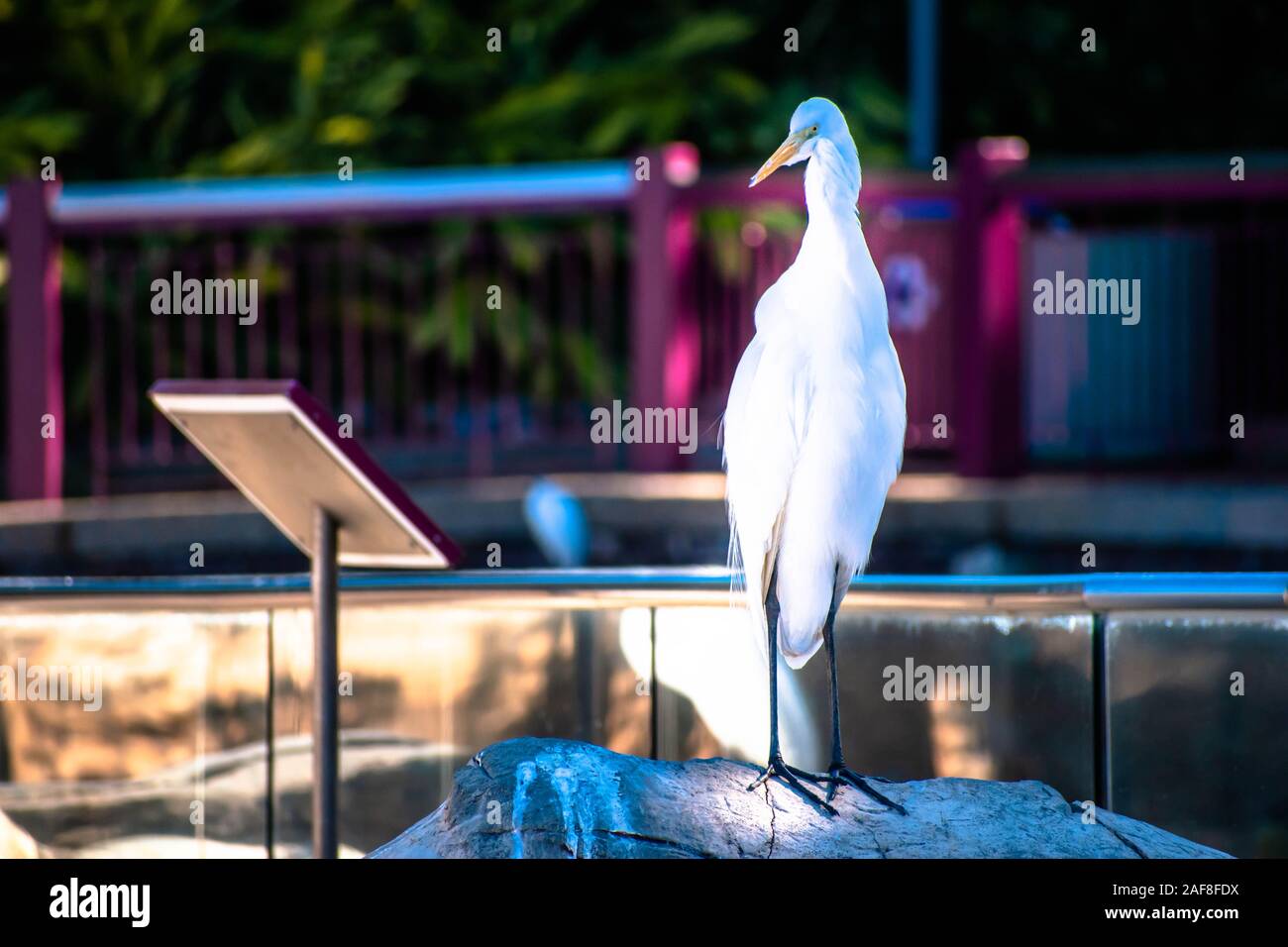 Orlando, Florida. December 07, 2019. Nice bird at Seaworld Stock Photo ...