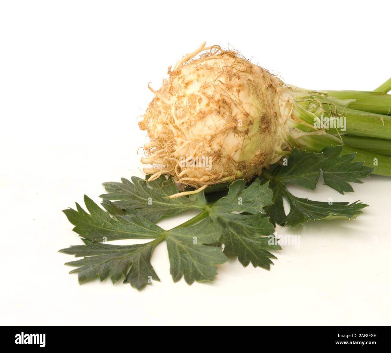 Celery taproot isolated on white background Stock Photo - Alamy