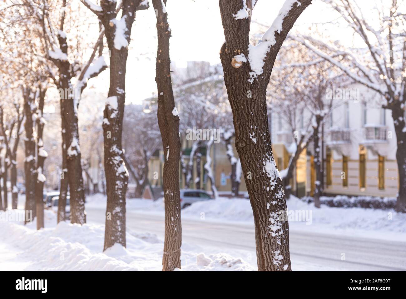 Trees in the city. Magnitogorsk. Gorky street. Historic centre. Winter ...