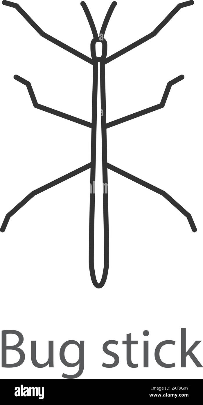 Stick bug linear icon. Ghost insect. Phasmid. Thin line illustration ...