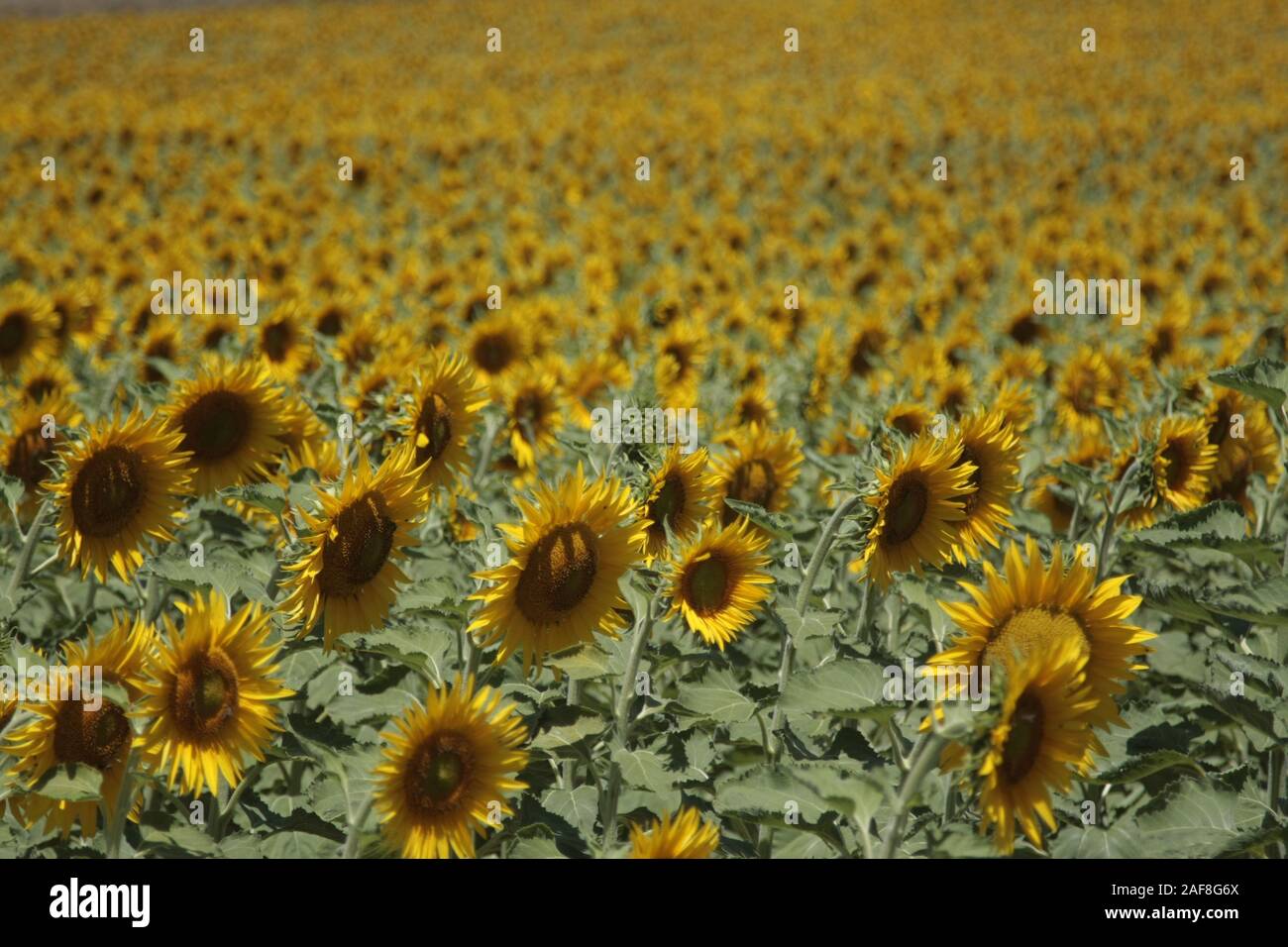 sunflower plantation in the month of July Stock Photo - Alamy