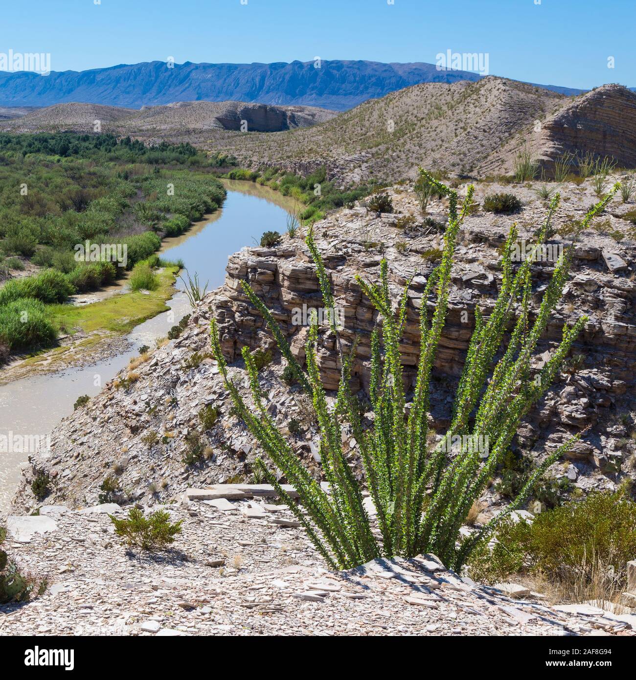 Ocotillo ((fouquieria splendens) Overlooking Rio Grande River, between ...