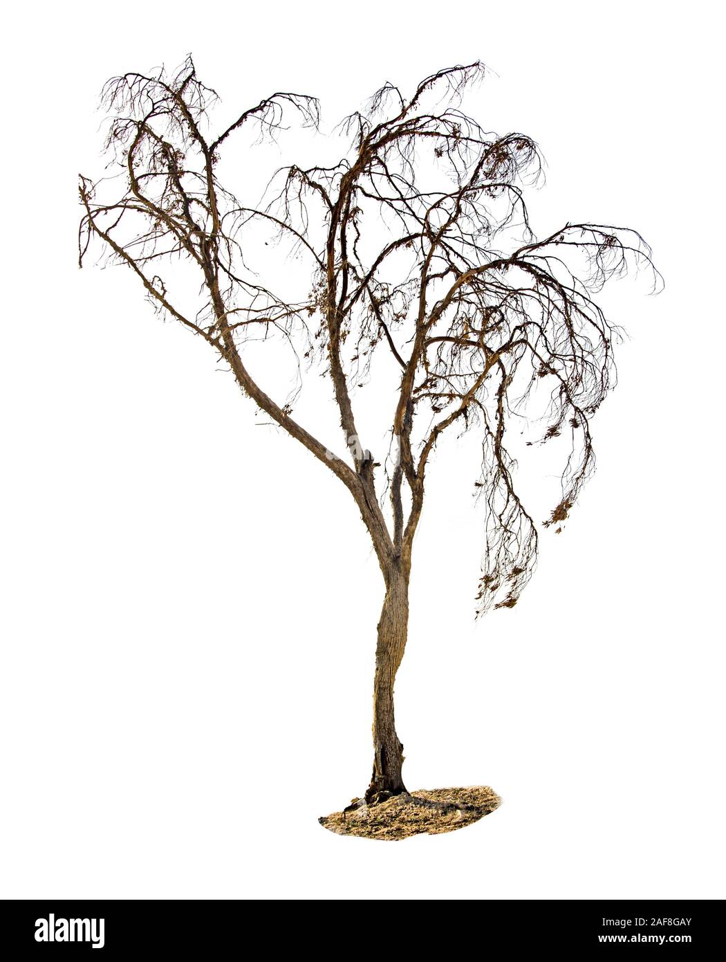 Dry tree isolated on white background Stock Photo - Alamy