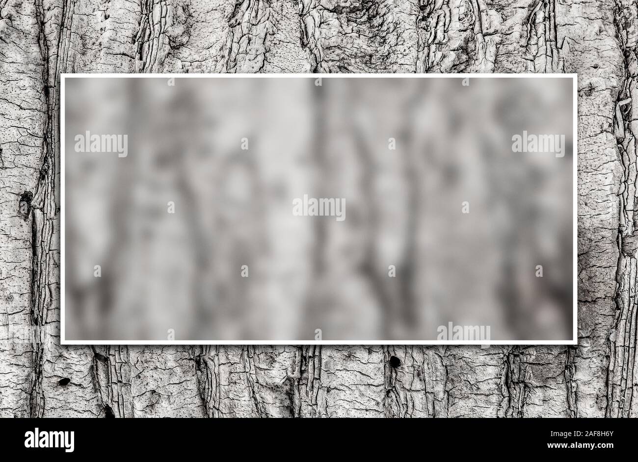 Palm tree bark texture. Background texture of tree bark. Skin the bark ...