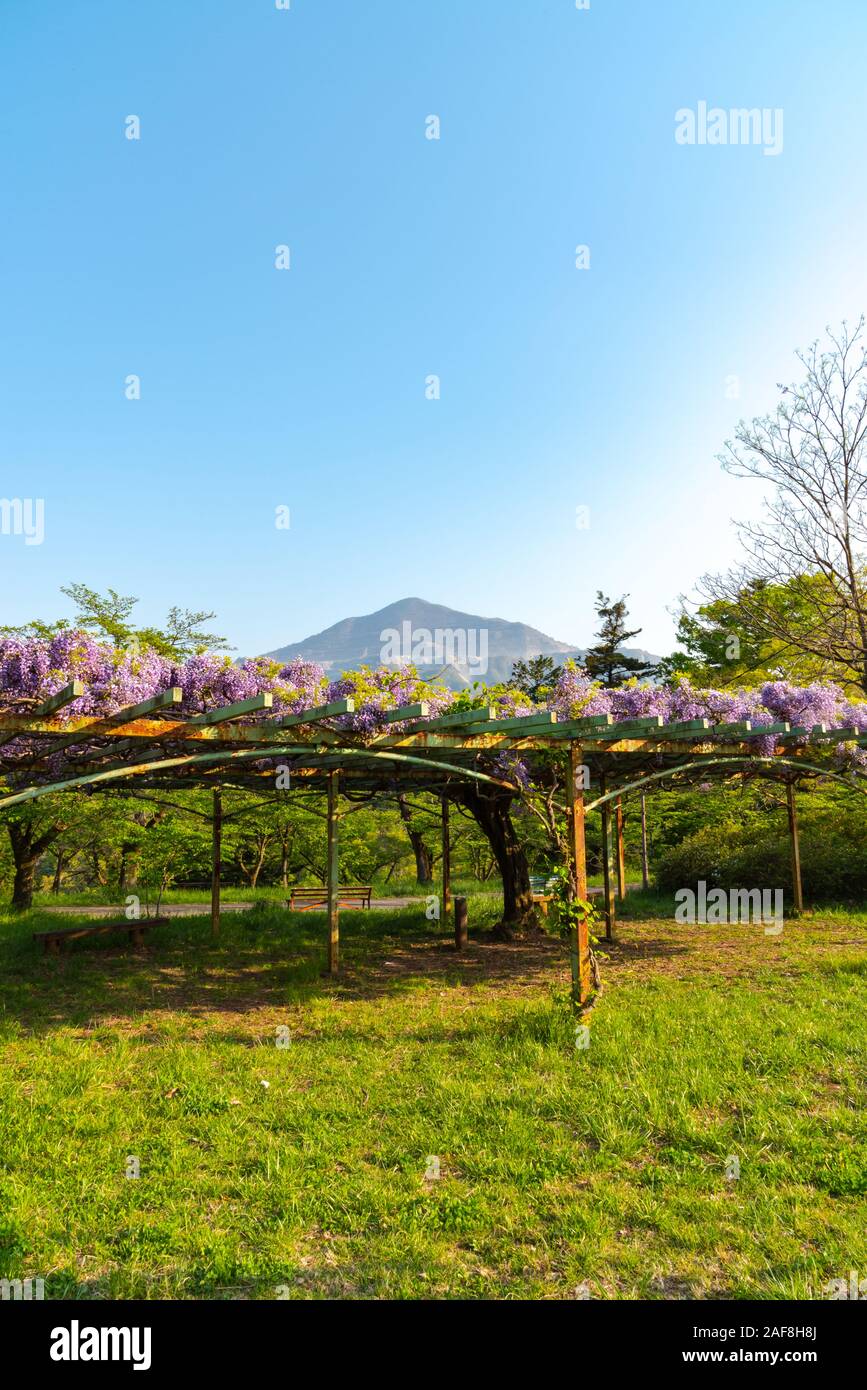 View of Mount Buko or Buko-zan with beautiful full bloom of Purple pink ...