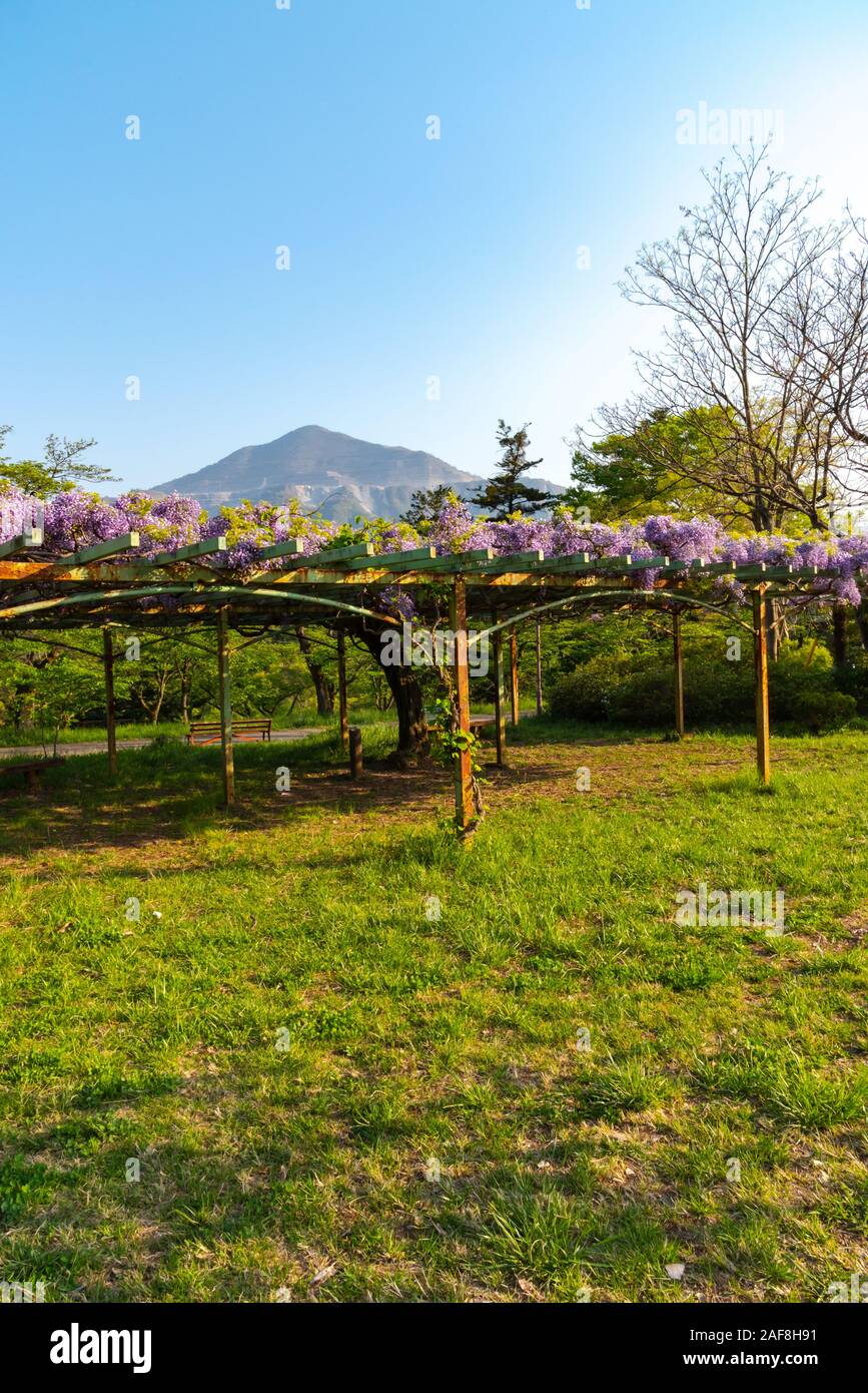 View of Mount Buko or Buko-zan with beautiful full bloom of Purple pink ...