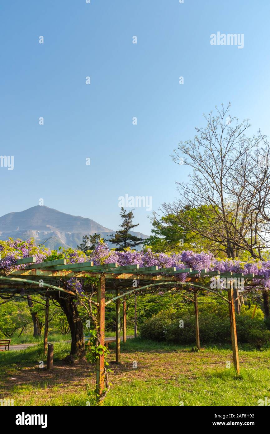 View of Mount Buko or Buko-zan with beautiful full bloom of Purple pink ...