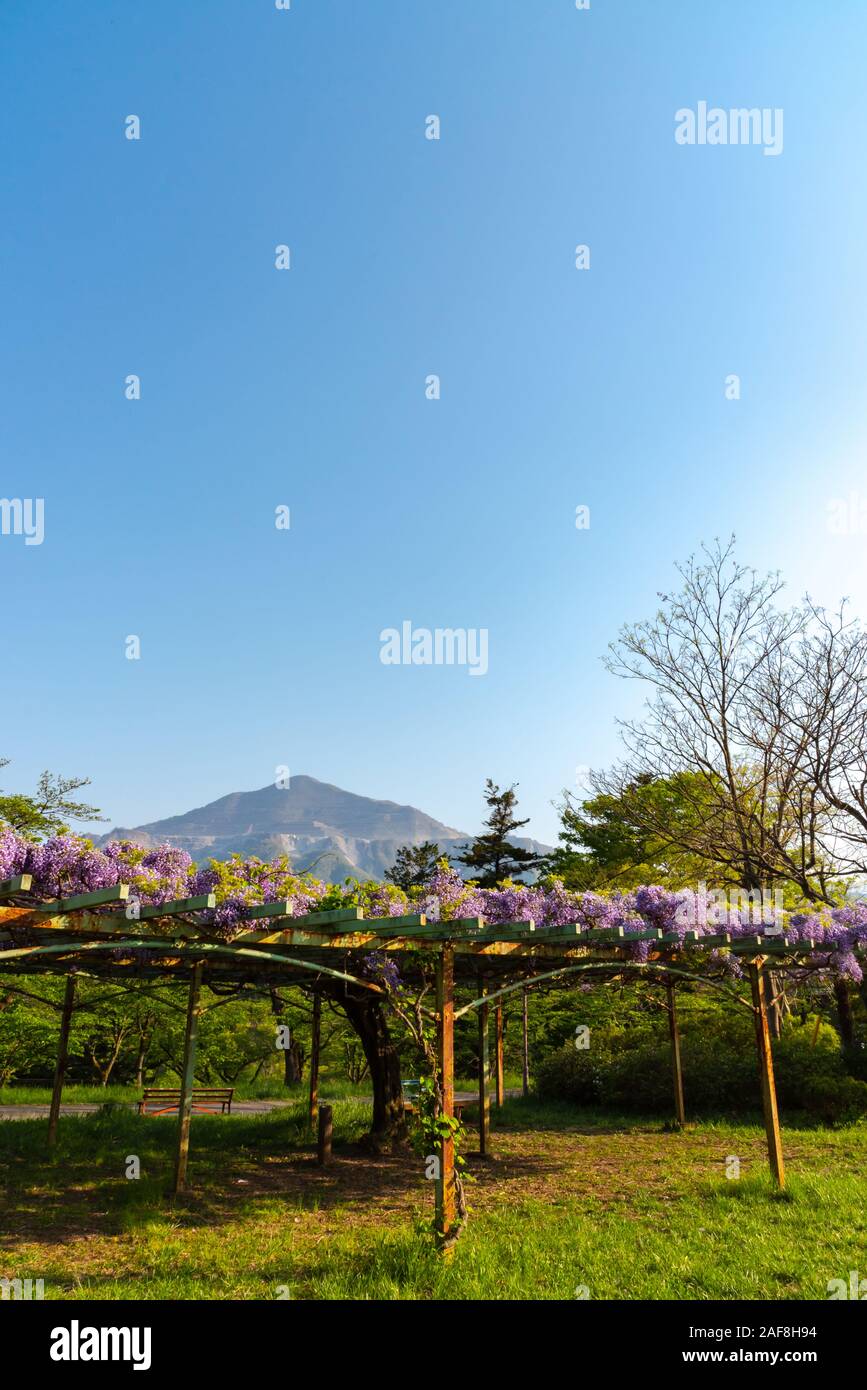 View of Mount Buko or Buko-zan with beautiful full bloom of Purple pink ...