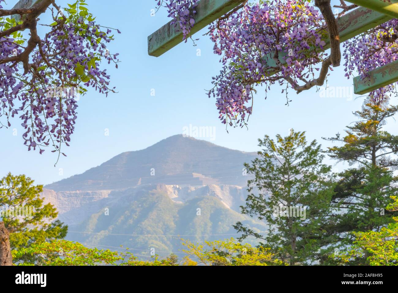 View of Mount Buko or Buko-zan with beautiful full bloom of Purple pink ...