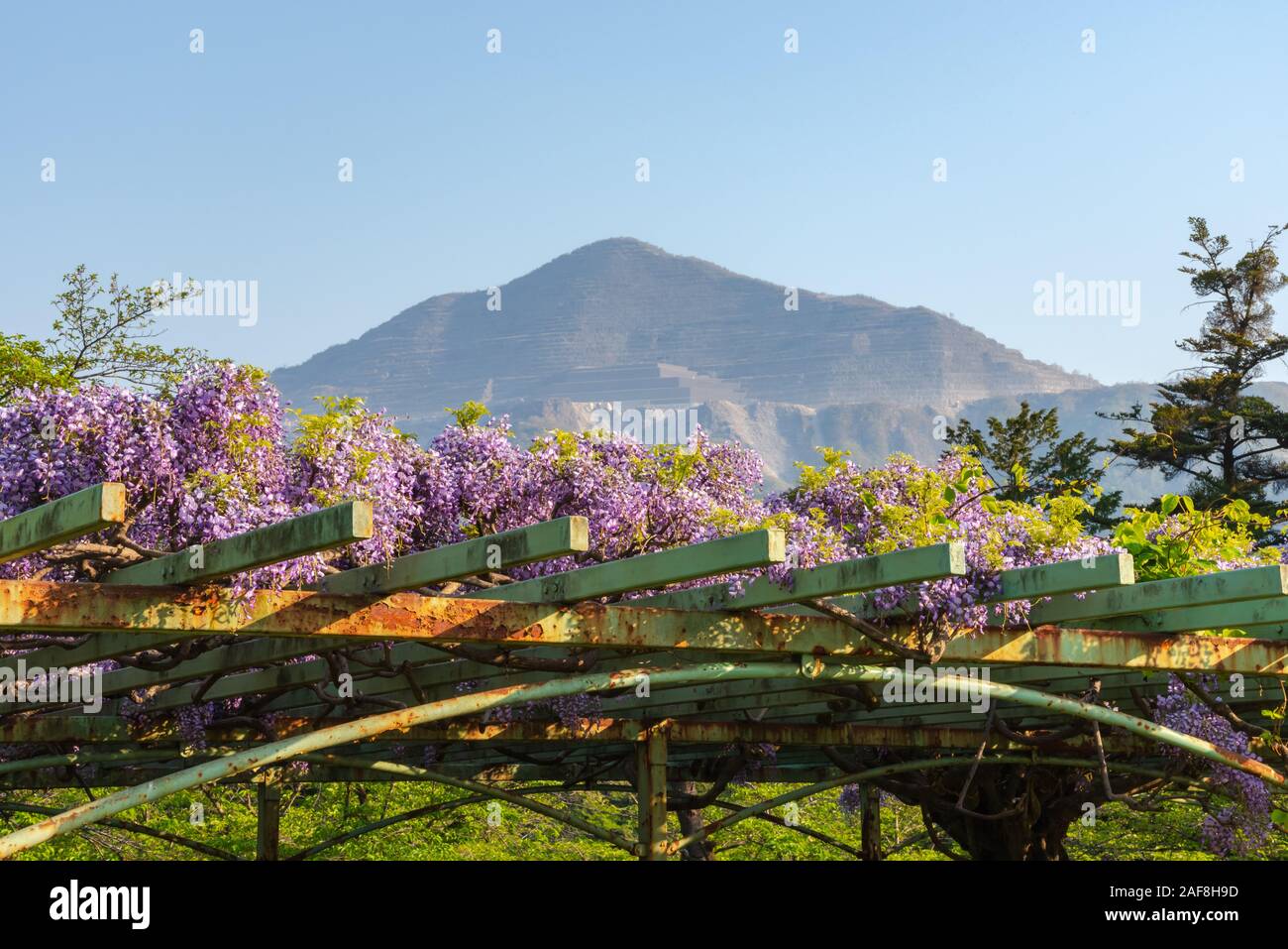 View of Mount Buko or Buko-zan with beautiful full bloom of Purple pink ...