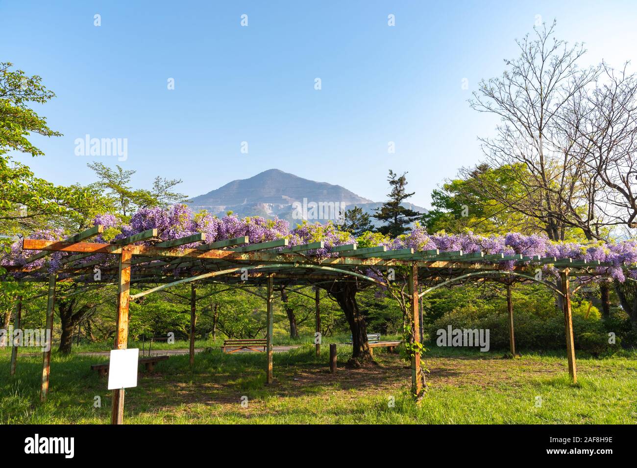 View of Mount Buko or Buko-zan with beautiful full bloom of Purple pink ...