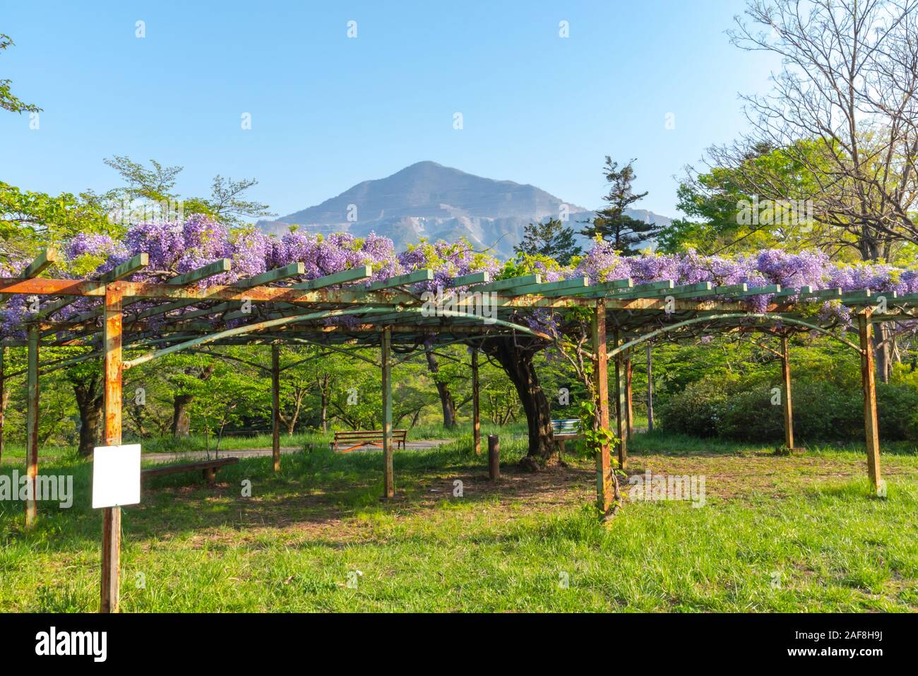 View of Mount Buko or Buko-zan with beautiful full bloom of Purple pink ...