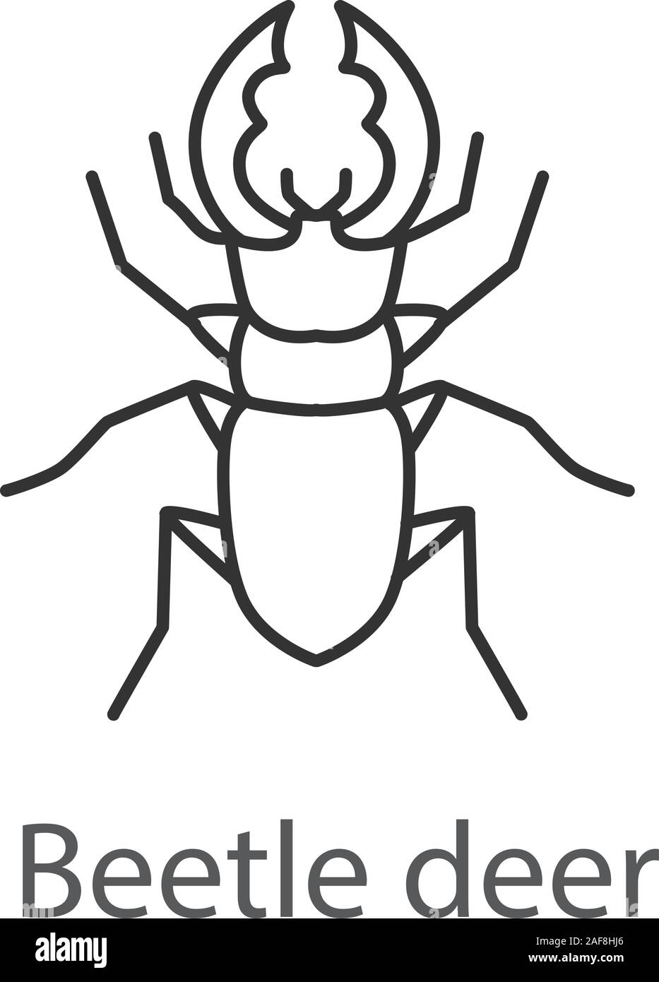 Stag Beetle Drawing